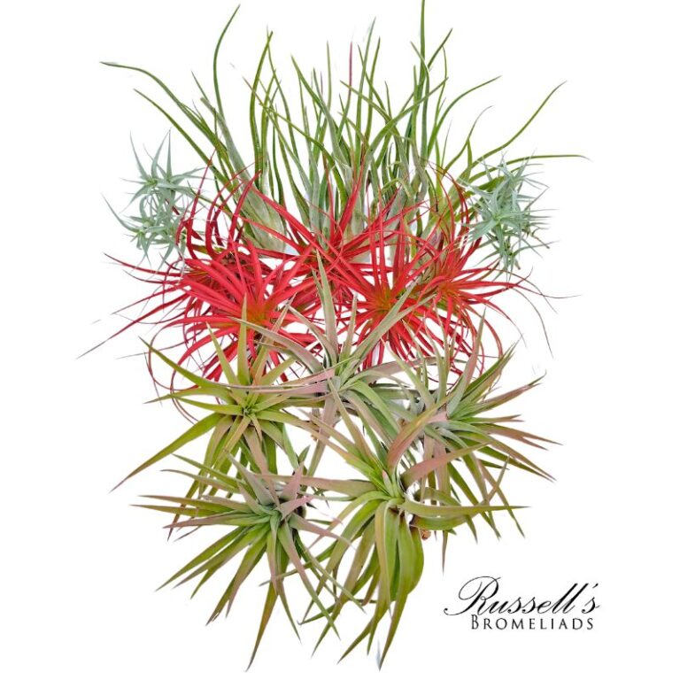 Plant Assortments – Russell's Bromeliads