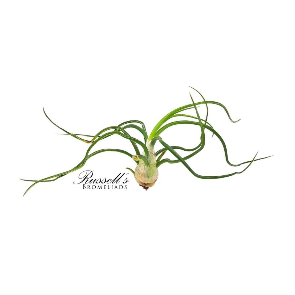 BULBOSA BELIZE, 4" - 6" - Russell's Bromeliads