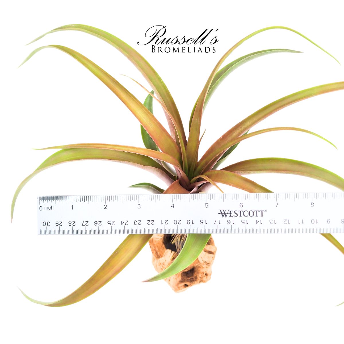 CAPITATA YELLOW STAR, 5″ – 7″ – Russell's Bromeliads