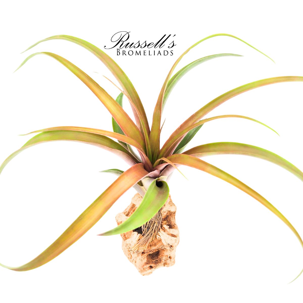 CAPITATA YELLOW STAR, 5″ – 7″ – Russell's Bromeliads