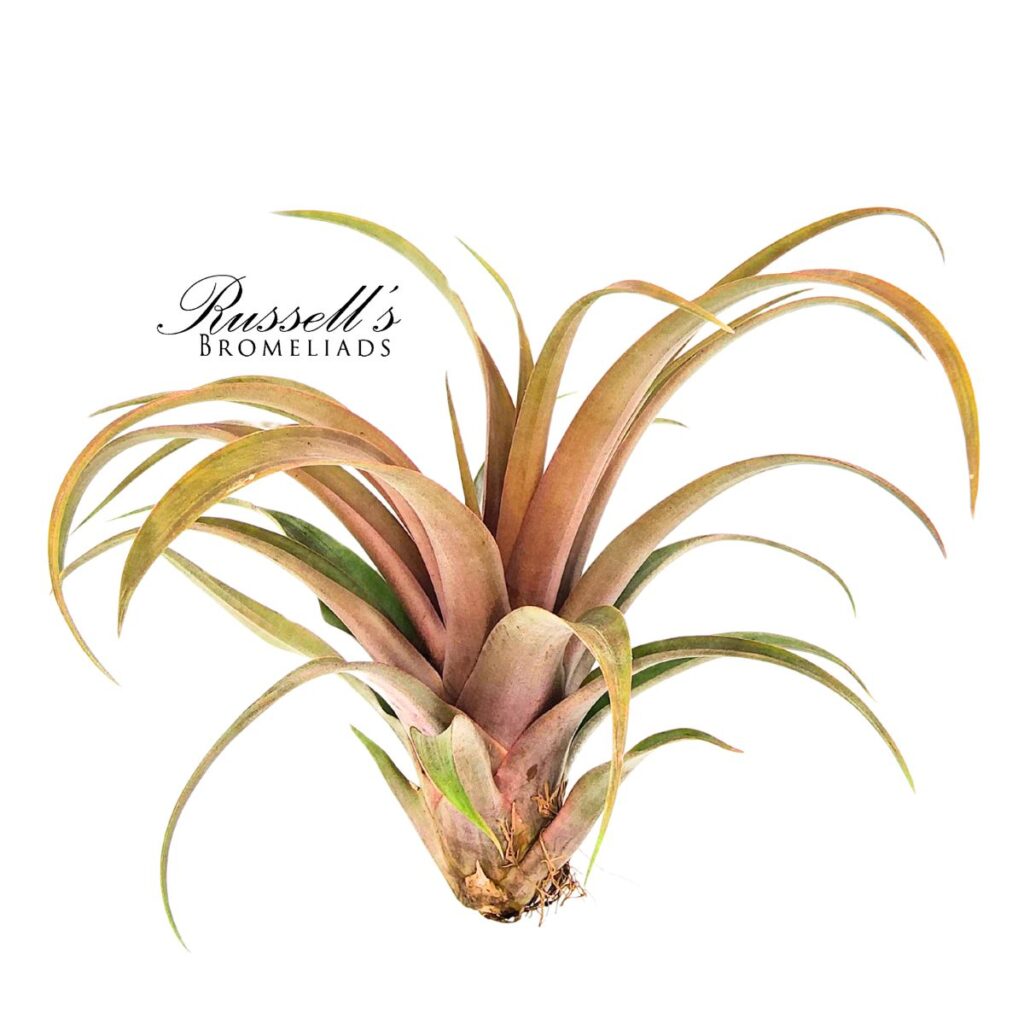 CAPITATA YELLOW STAR, 7" - 9" - Russell's Bromeliads