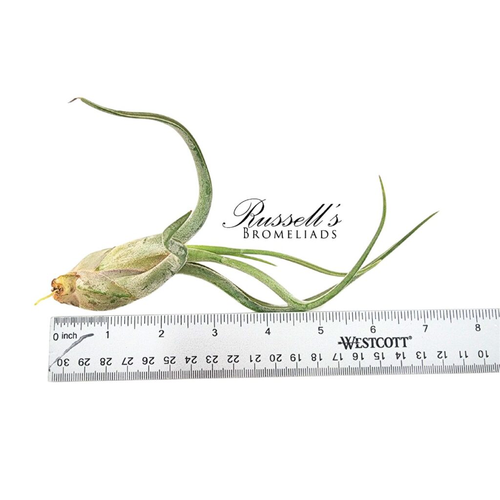 CAPUT MEDUSAE, 4" - 6" - Russell's Bromeliads