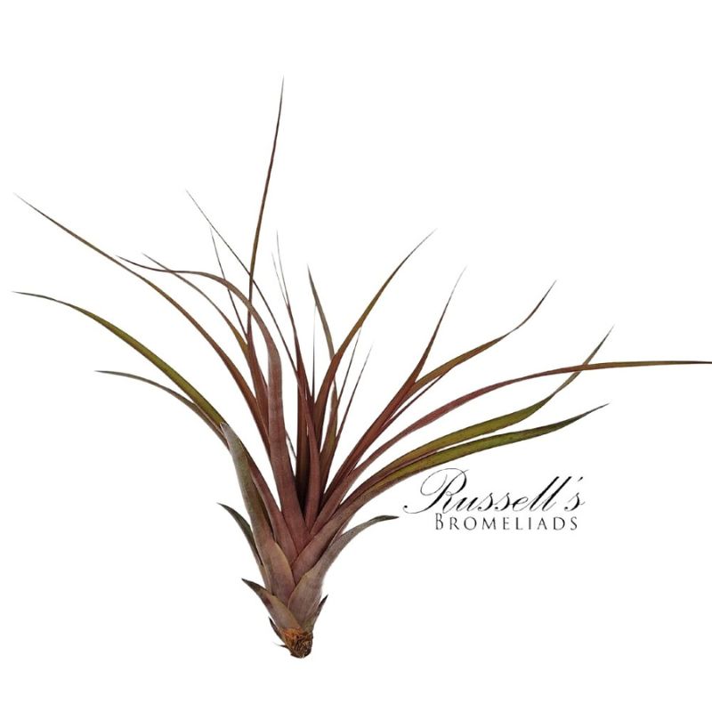 CAPITATA MAROON, 7″ – 10″ – Russell's Bromeliads
