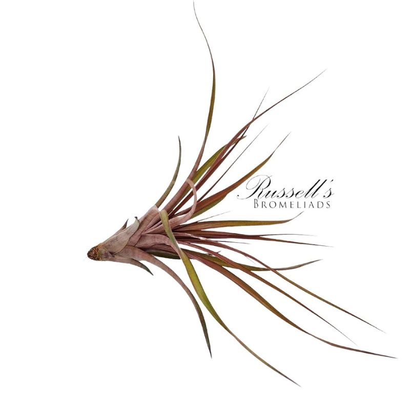 CAPITATA MAROON, 7″ – 10″ – Russell's Bromeliads