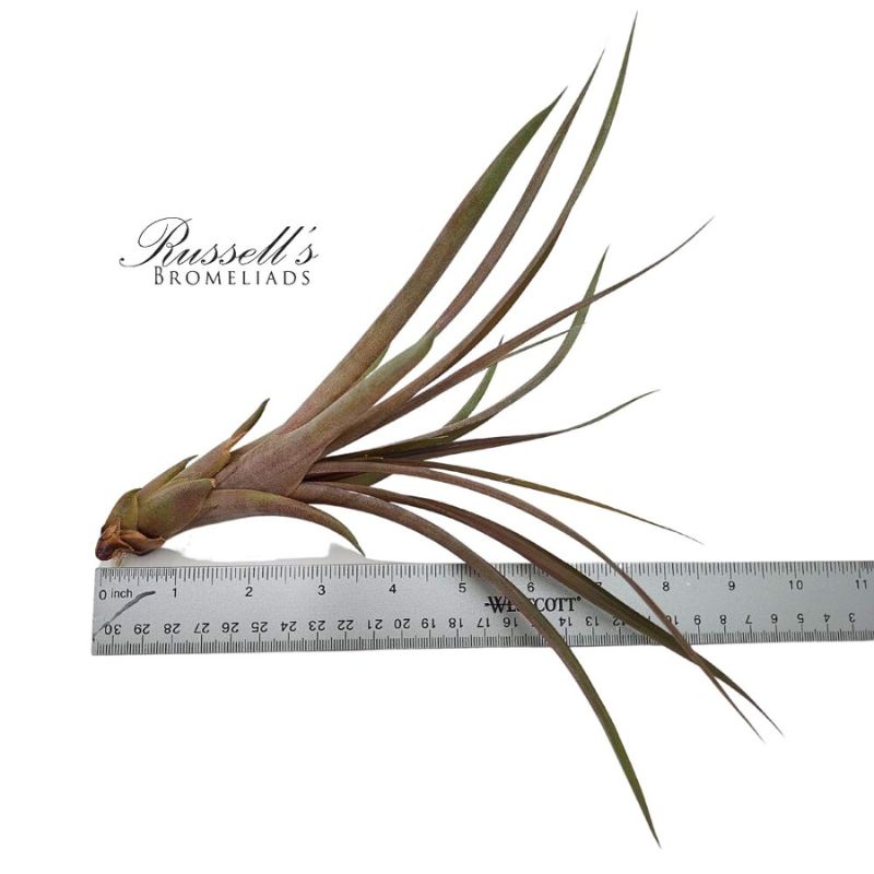 CAPITATA MAROON, 7″ – 10″ – Russell's Bromeliads