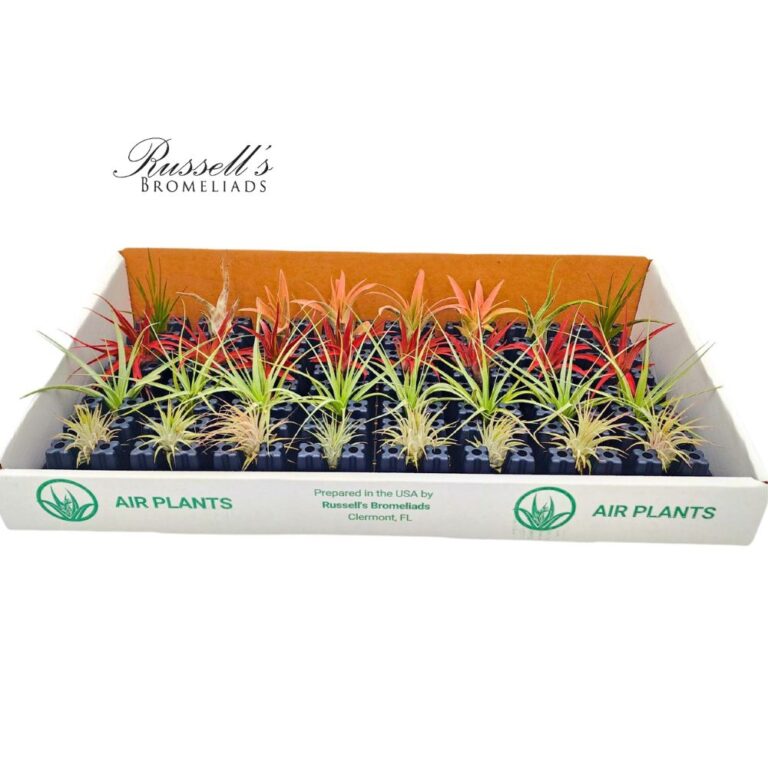 THE ORIGINAL AIR PLANT COUNTER DISPLAY (32 PLANTS) - Russell's Bromeliads