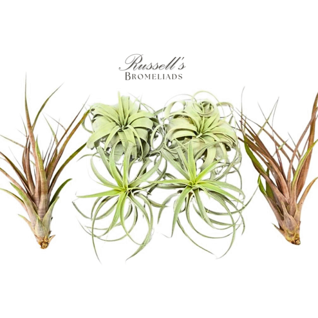Plant Assortments - Russell's Bromeliads