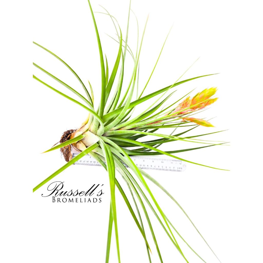 Plant Assortments - Russell's Bromeliads