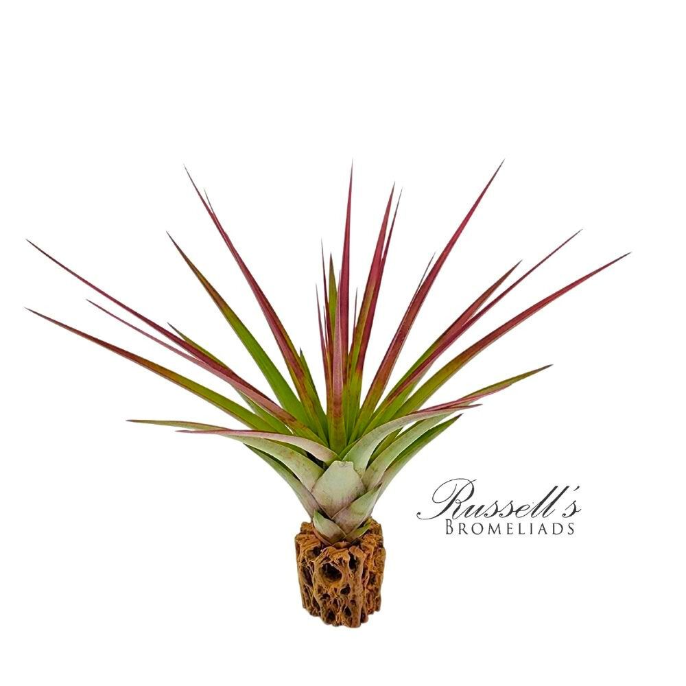 FASC. TROPIFLORA, 5″ – 7″ – Russell's Bromeliads