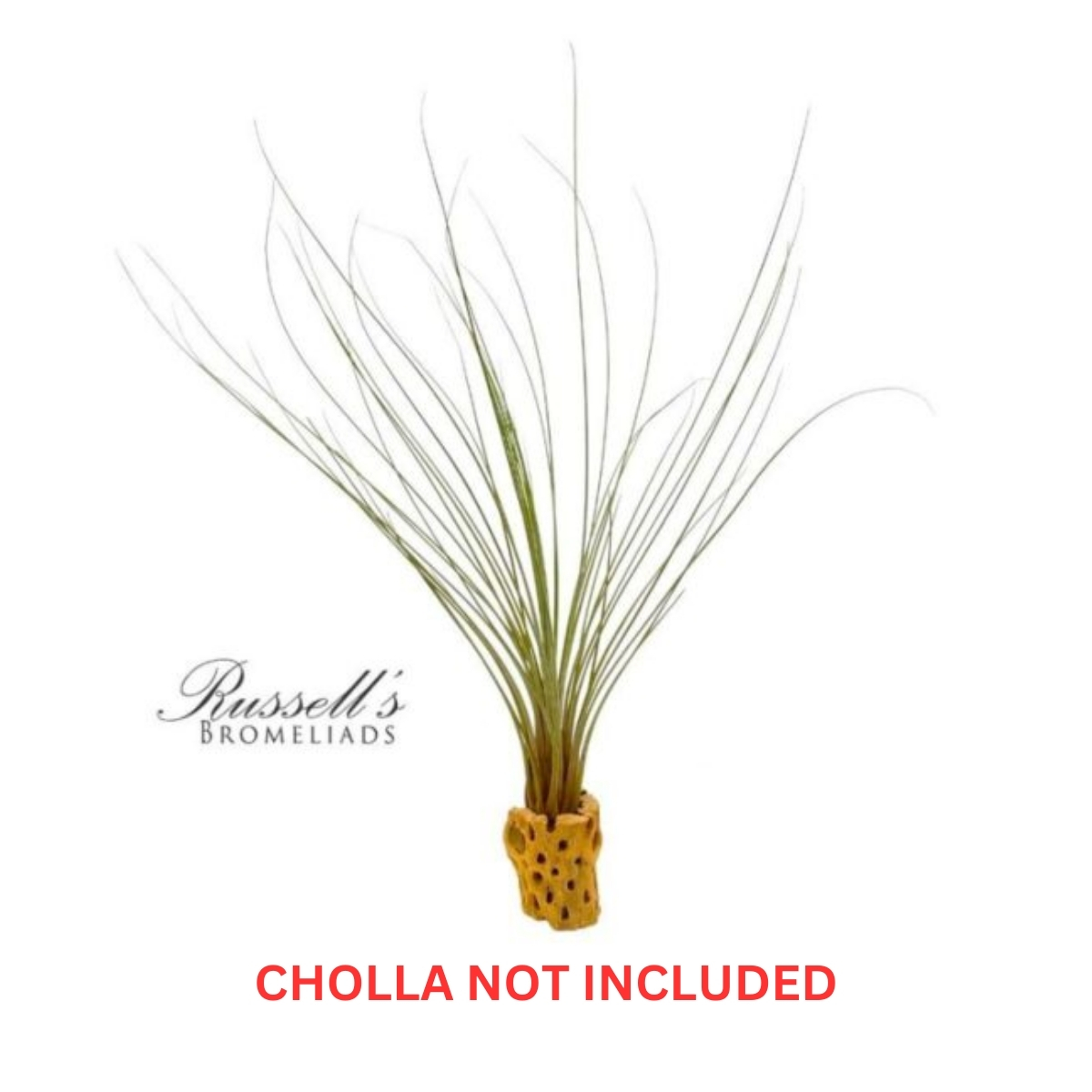 JUNCEA, 10-14" - Russell's Bromeliads