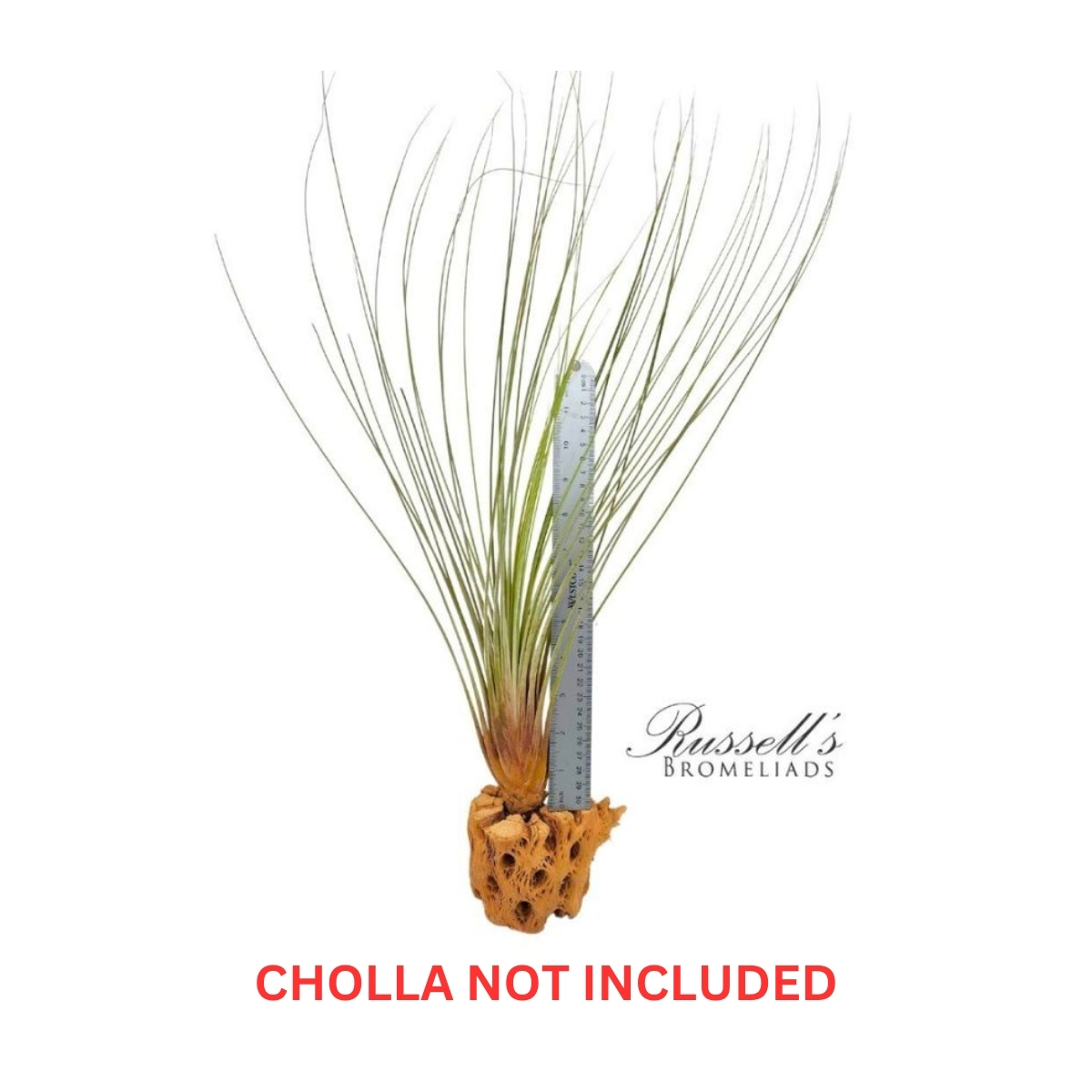 JUNCEA, 10-14" - Russell's Bromeliads