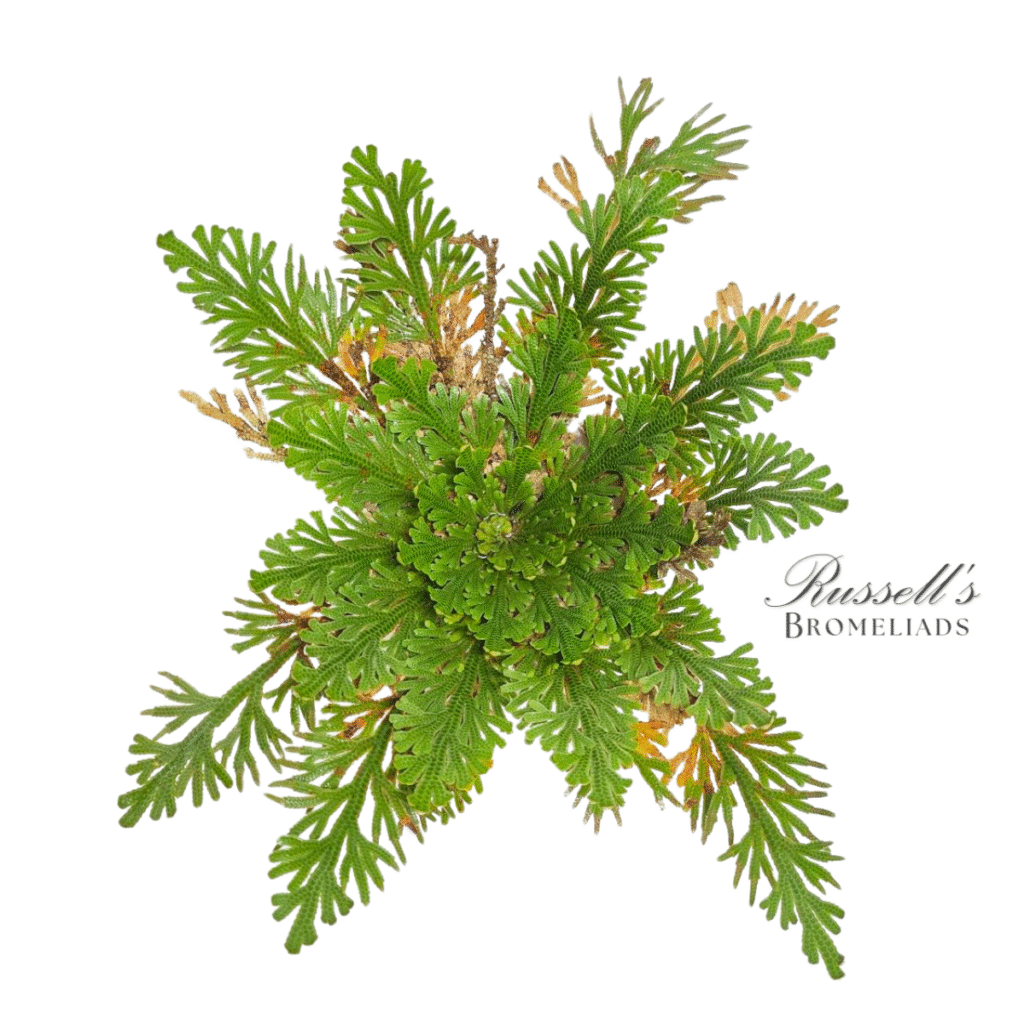 RESURRECTION PLANT SET IN DISPLAY CASE - Russell's Bromeliads