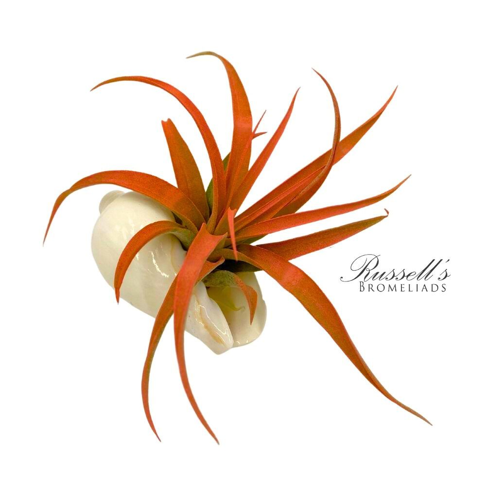 ASSORTED SHELL WITH AIR PLANT – Russell's Bromeliads