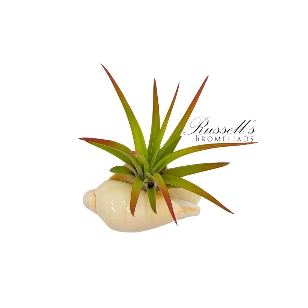 ASSORTED SHELL WITH AIR PLANT – Russell's Bromeliads