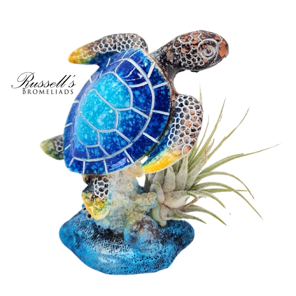 TURTLES ON BASE WITH AIR PLANTS - Russell's Bromeliads