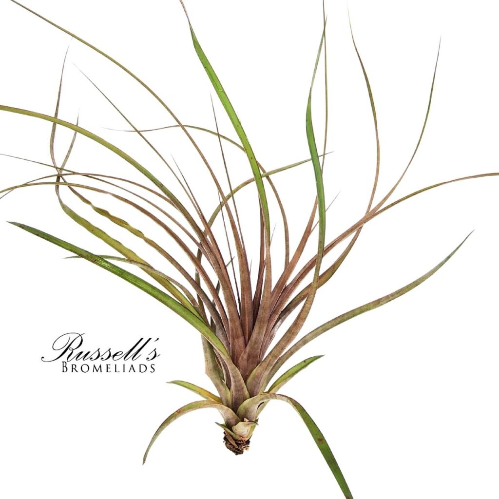 Plant Assortments - Russell's Bromeliads