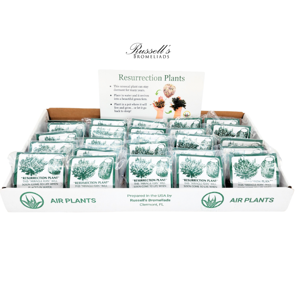 RESURRECTION PLANT SET IN DISPLAY CASE – Russell's Bromeliads