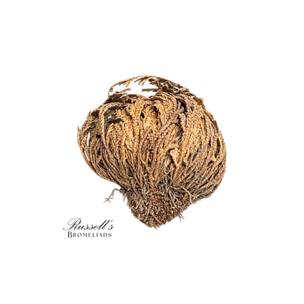 RESURRECTION PLANT SET IN DISPLAY CASE - Russell's Bromeliads