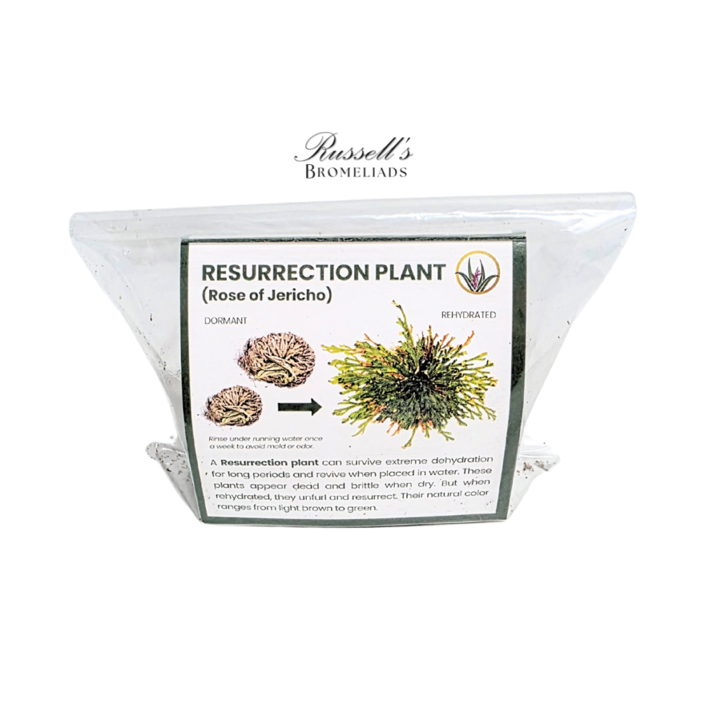 RESURRECTION PLANT SET IN DISPLAY CASE - Russell's Bromeliads