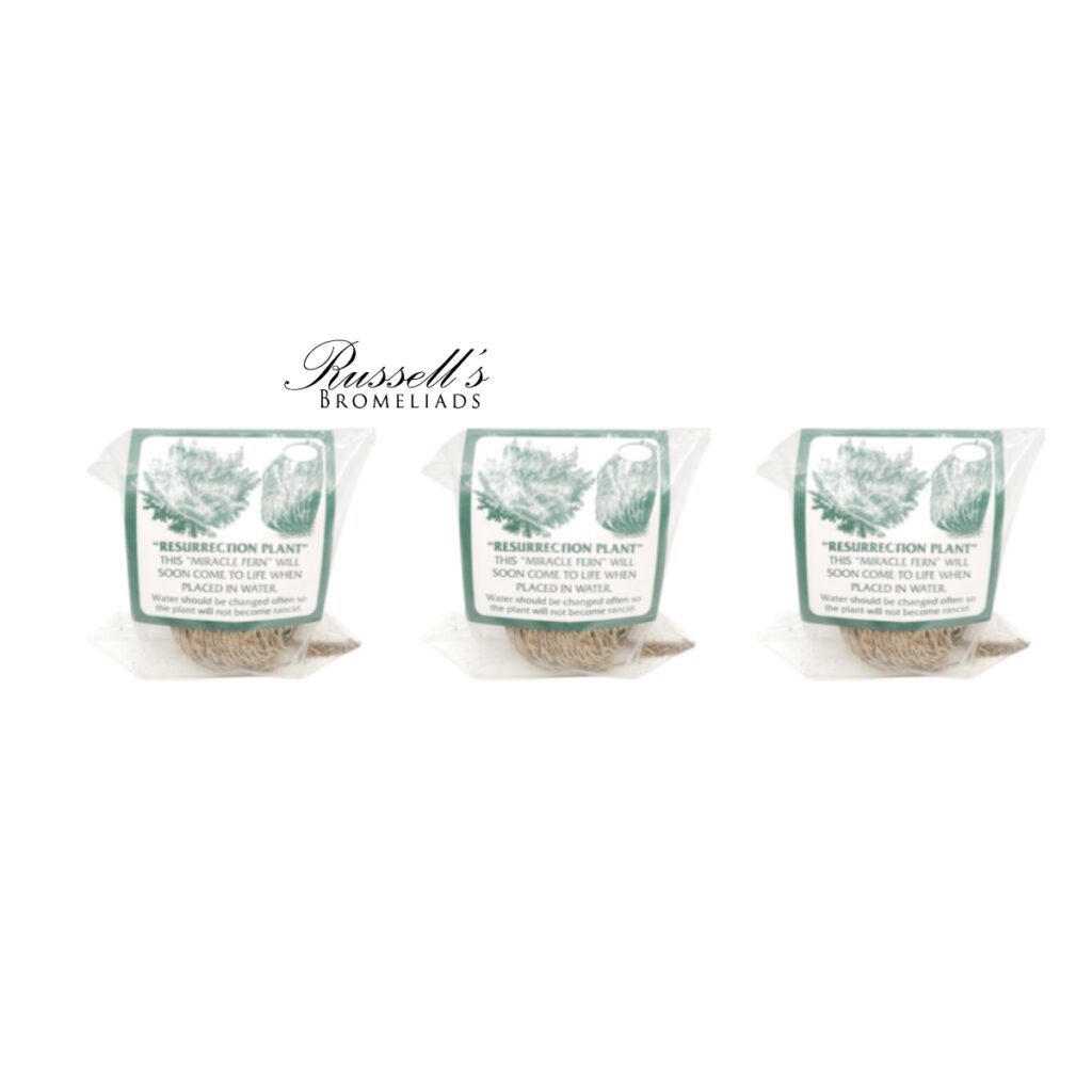 RESURRECTION PLANT SET IN DISPLAY CASE – Russell's Bromeliads