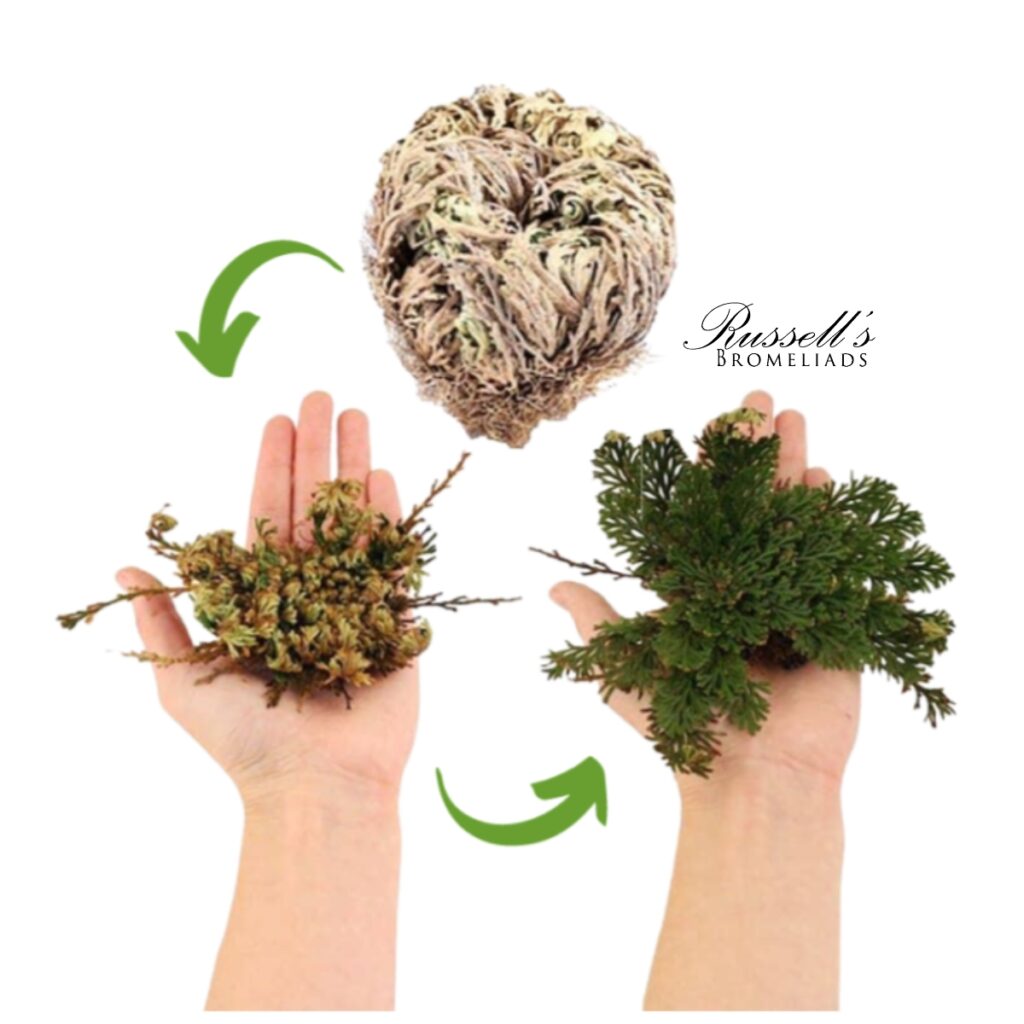 RESURRECTION PLANT SET IN DISPLAY CASE – Russell's Bromeliads