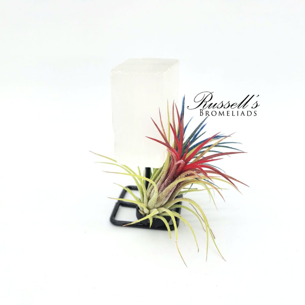 RED, WHITE & BLUE 4" GEM STAND - Russell's Bromeliads