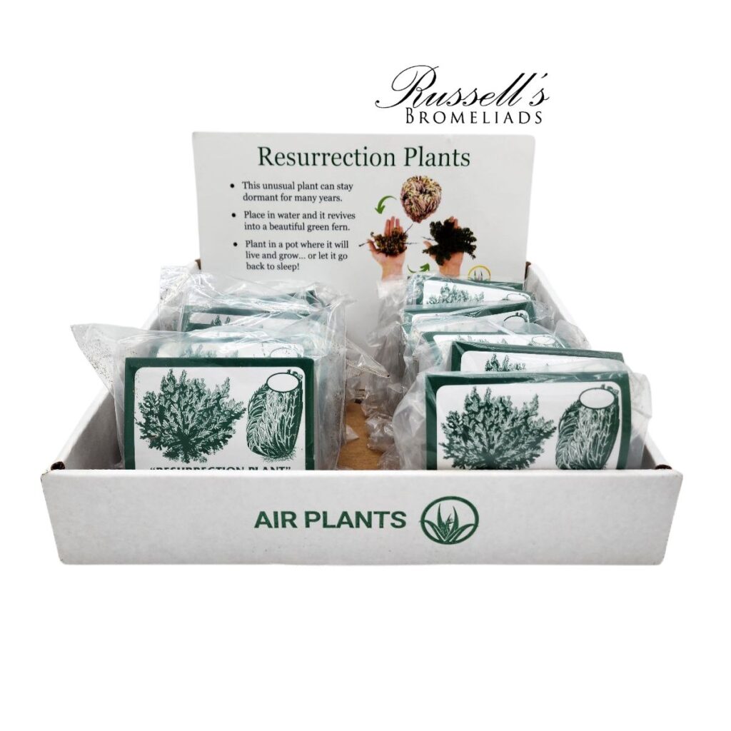 RESURRECTION PLANT SET IN DISPLAY CASE – Russell's Bromeliads