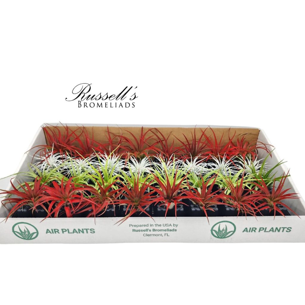 THE CHRISTMAS AIR PLANT COUNTER DISPLAY (32 PLANTS) - Russell's Bromeliads