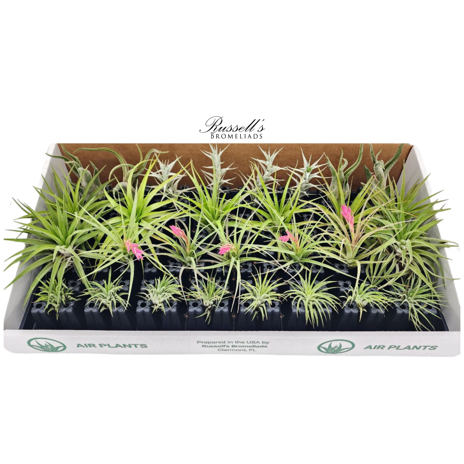 THE DELUXE AIR PLANT COUNTER DISPLAY (29 PLANTS) - Russell's Bromeliads