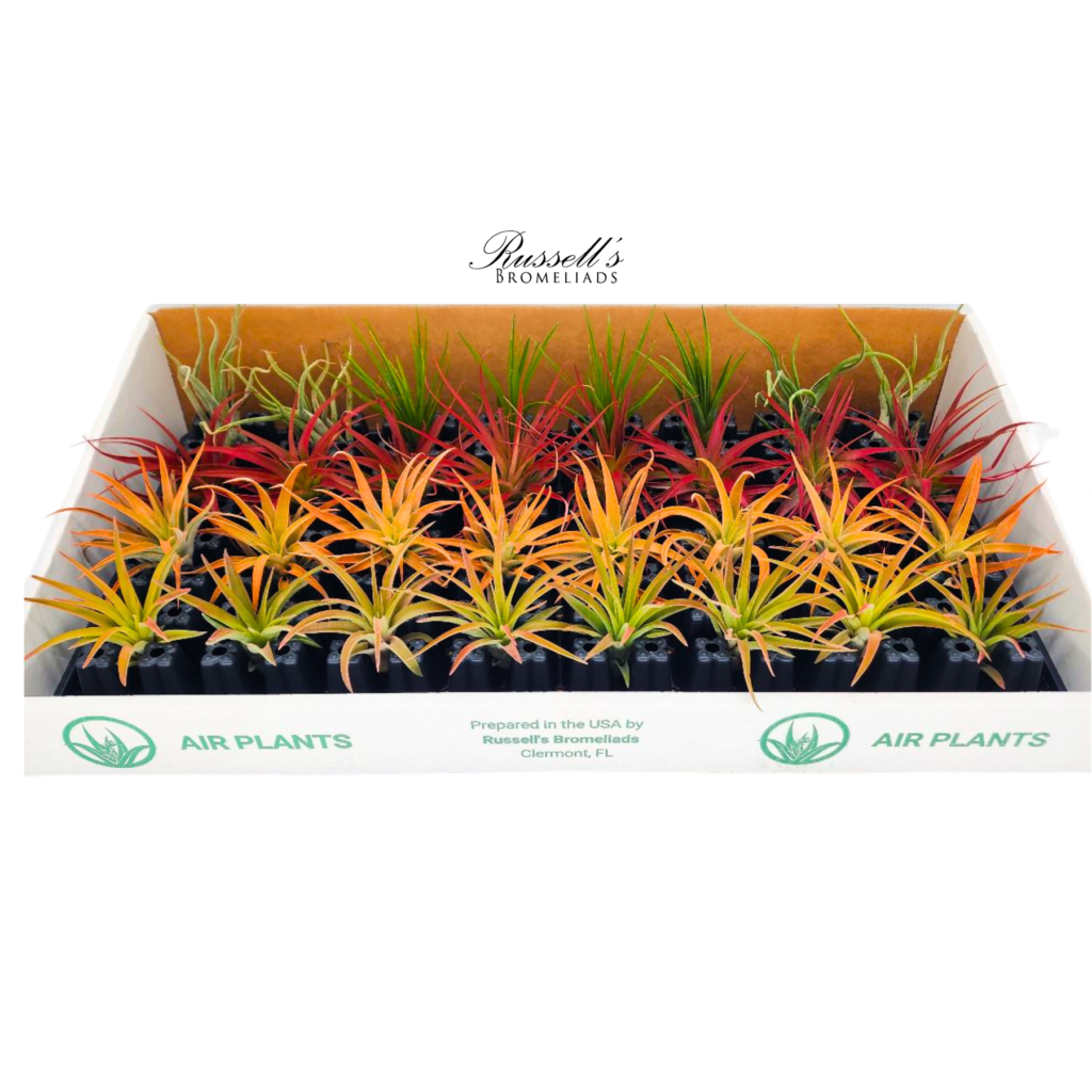 THE FALL AIR PLANT COUNTER DISPLAY (32 PLANTS) - Russell's Bromeliads