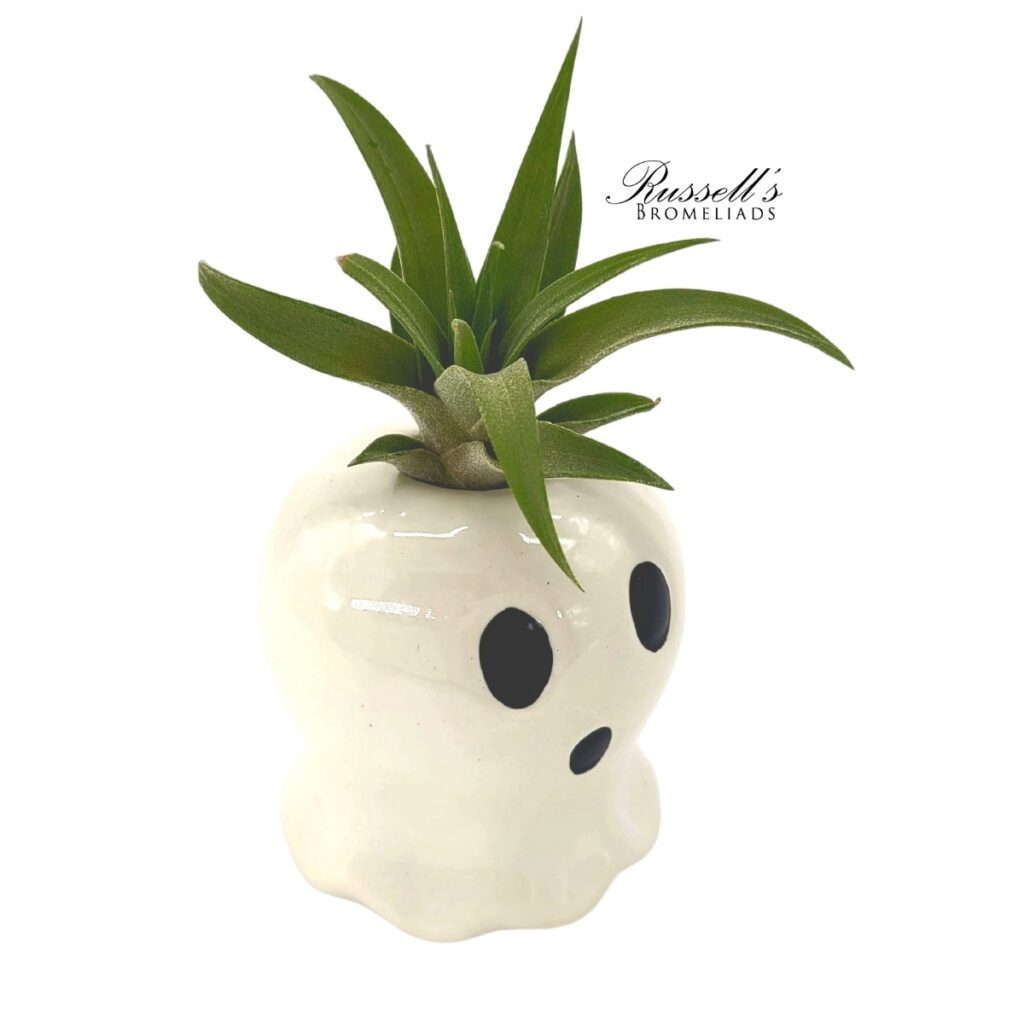 HALLOWEEN GHOSTS WITH AIR PLANTS - Russell's Bromeliads