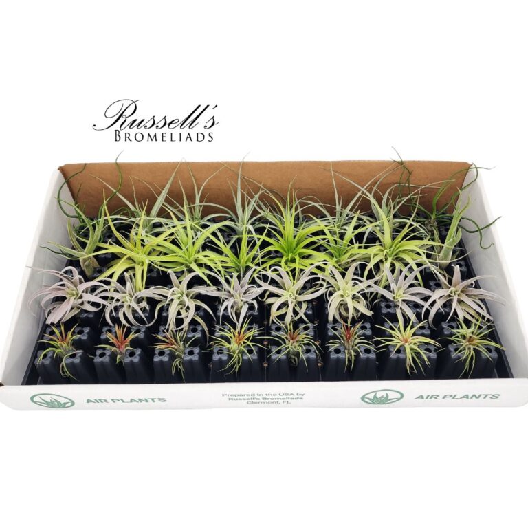THE SPRING AIR PLANT COUNTER DISPLAY (32 PLANTS) - Russell's Bromeliads