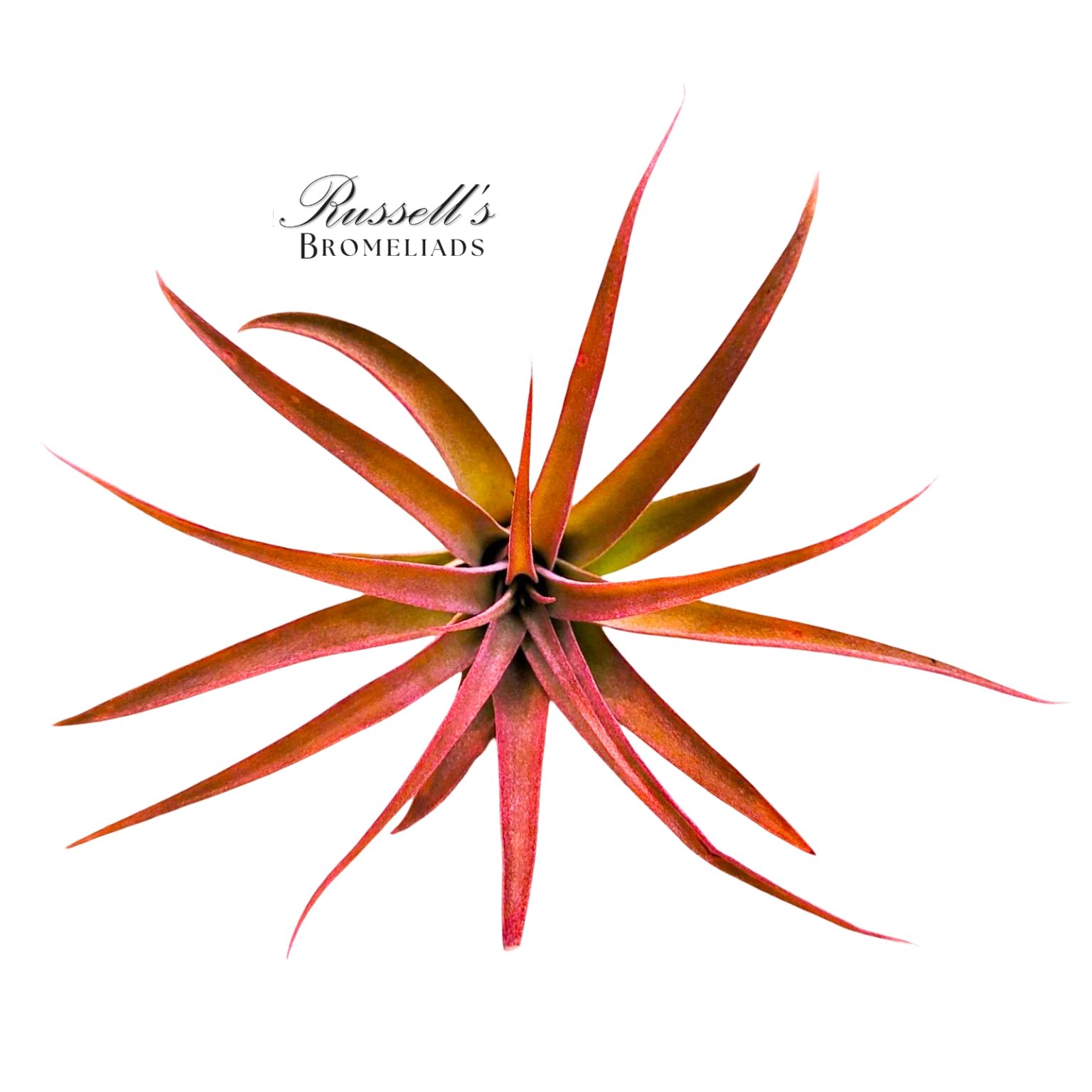 Plant Assortments – Russell's Bromeliads