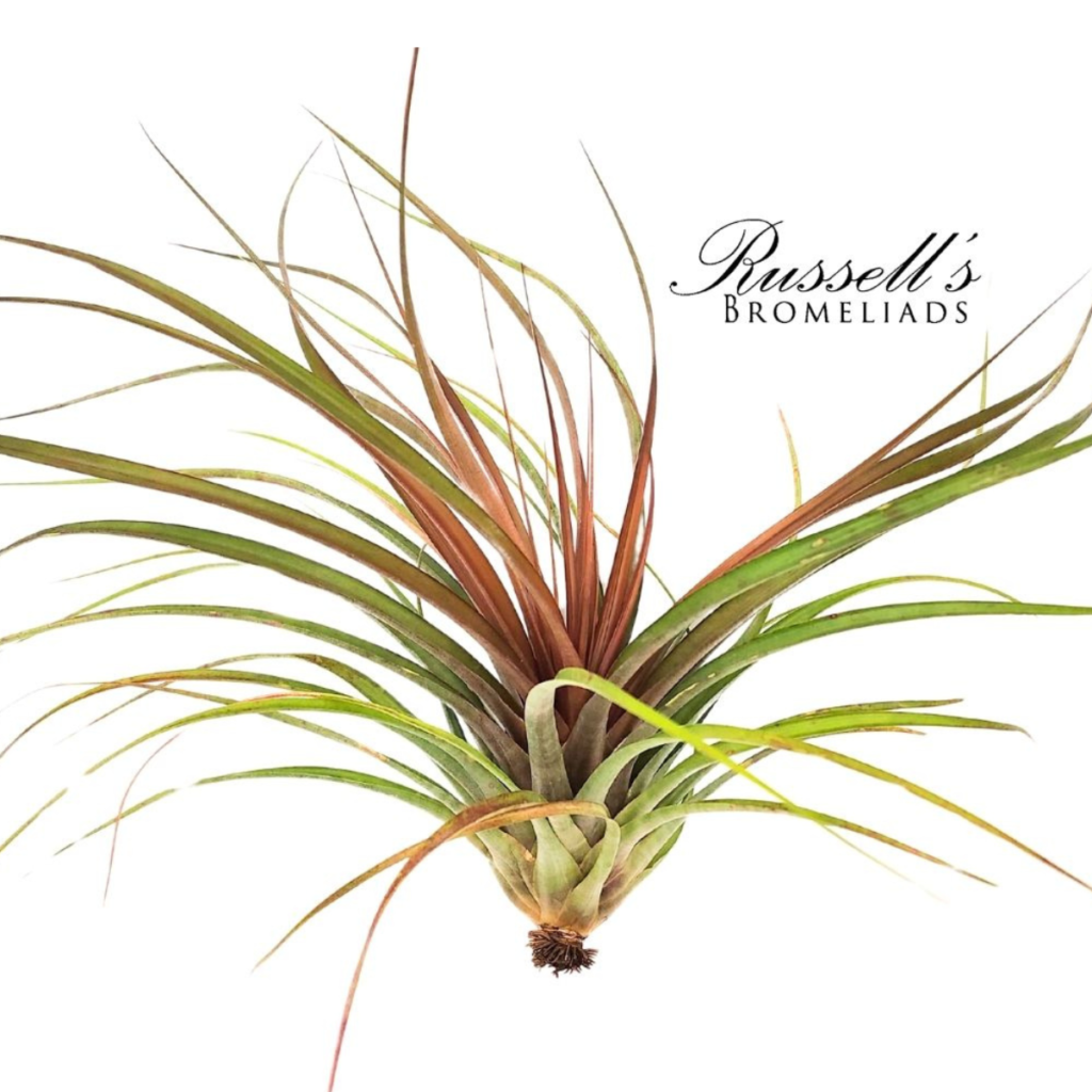 Plant Assortments - Russell's Bromeliads