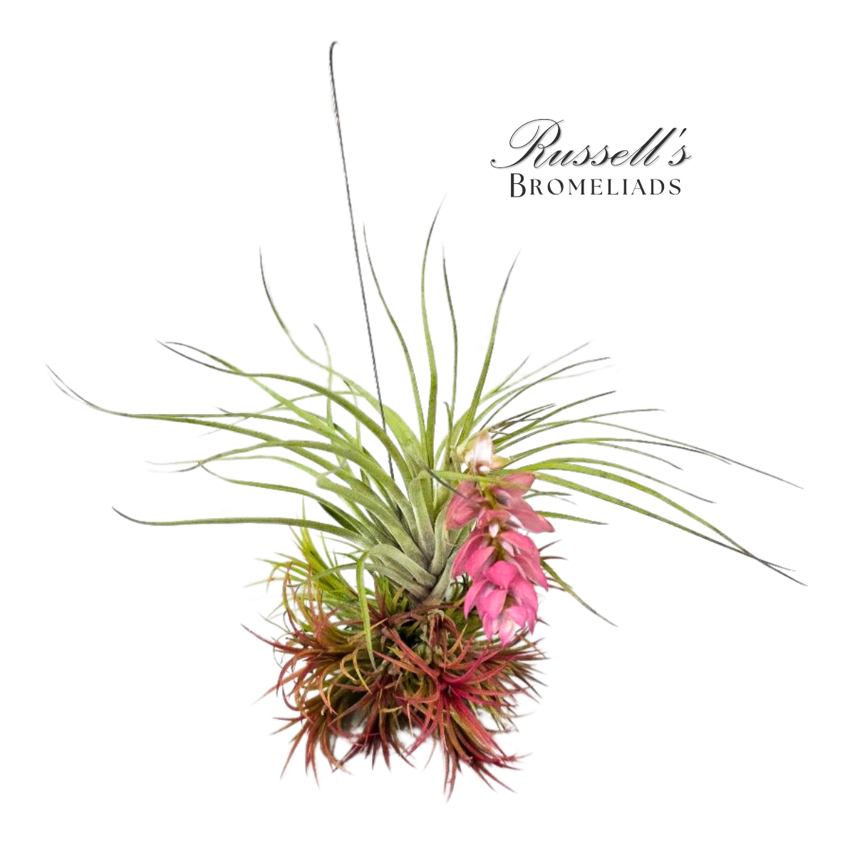 ION MIX HANGING CLUSTER, 2-4" (2 PLANTS) - Russell's Bromeliads