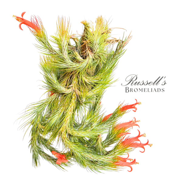 FUNCKIANA CLUSTER, 10" - Russell's Bromeliads